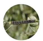 Tecnologias Enlist e Conkesta - Stine Sementes