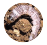 Soja 78KA42 - Stine Sementes